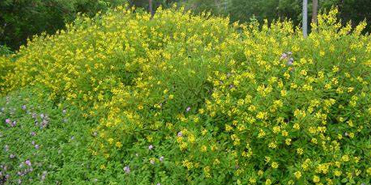Shrub Planting | Aurora Landscapes Ltd.